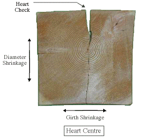 Tree Top Timber Frames